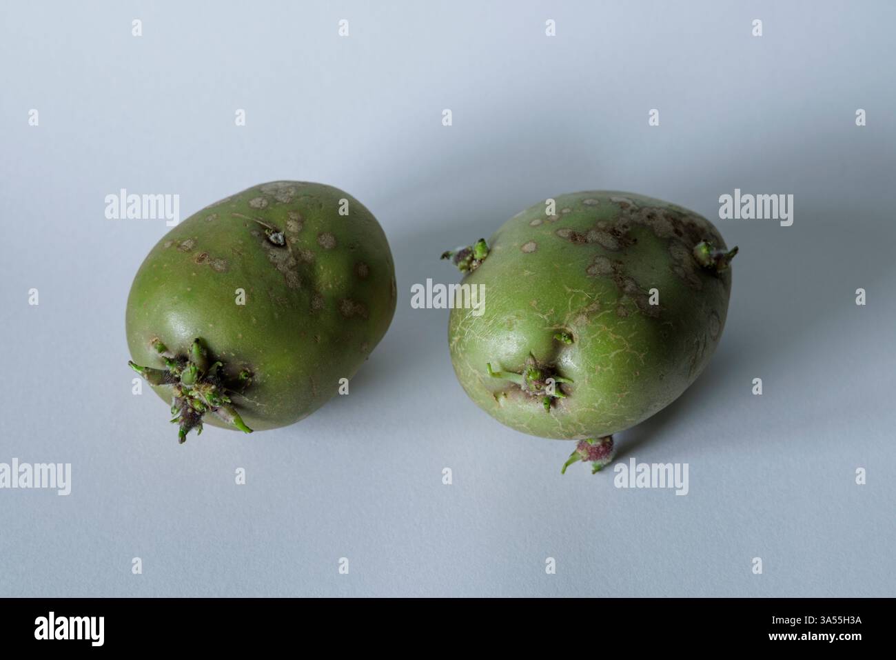 Green sprouting hi-res stock photography and images - Alamy