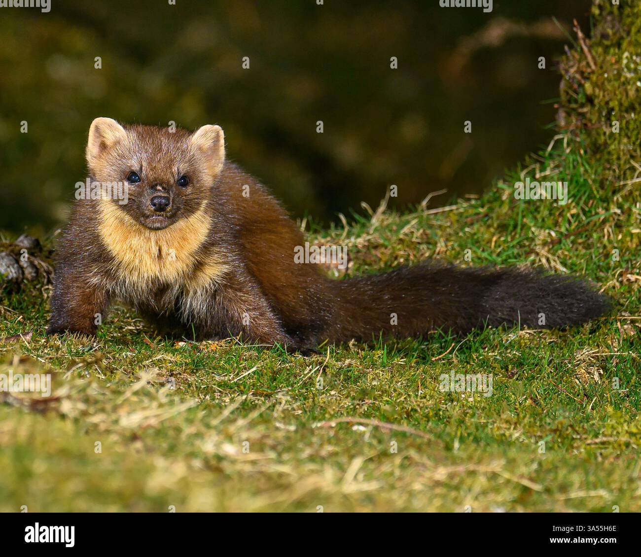 Dyfi forest pine marten hi-res stock photography and images - Alamy