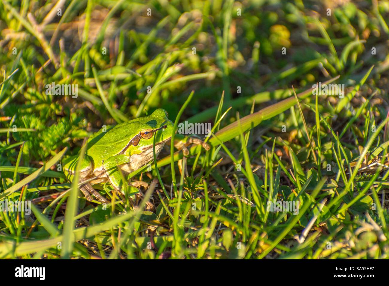 Wild green tree frog hi-res stock photography and images - Alamy