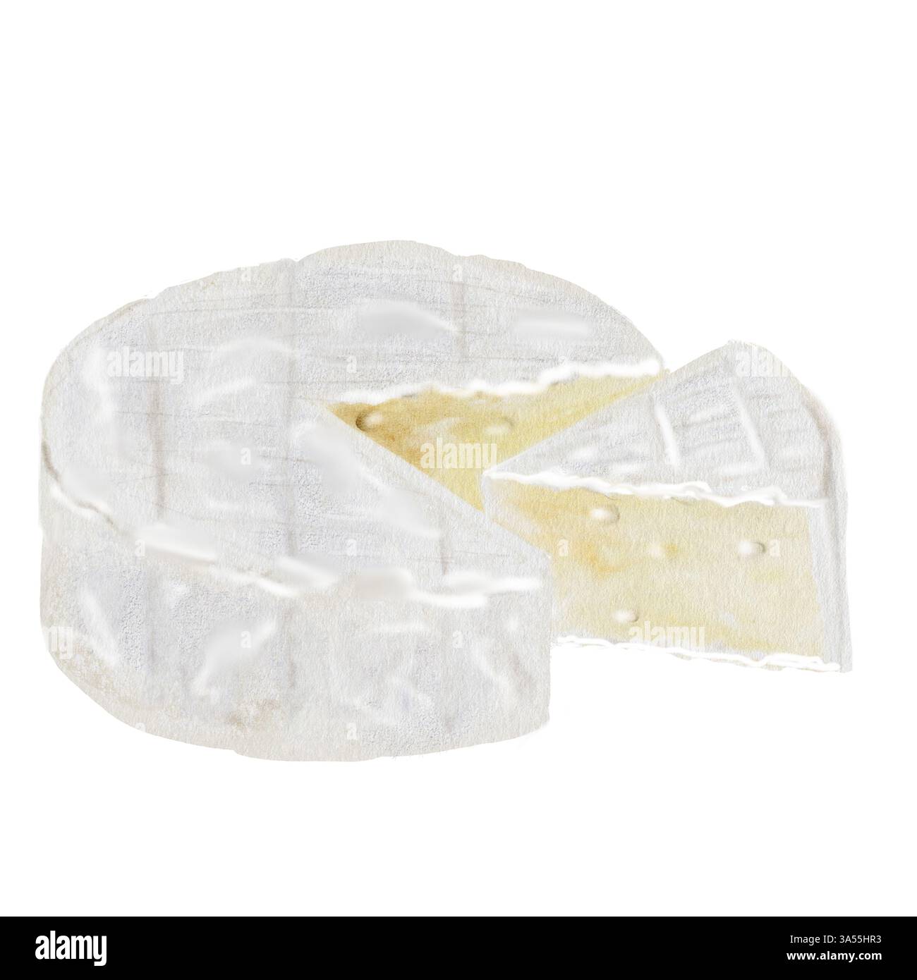 Camembert or brie cheese watercolor drawing. Hand drawn illustration of ...