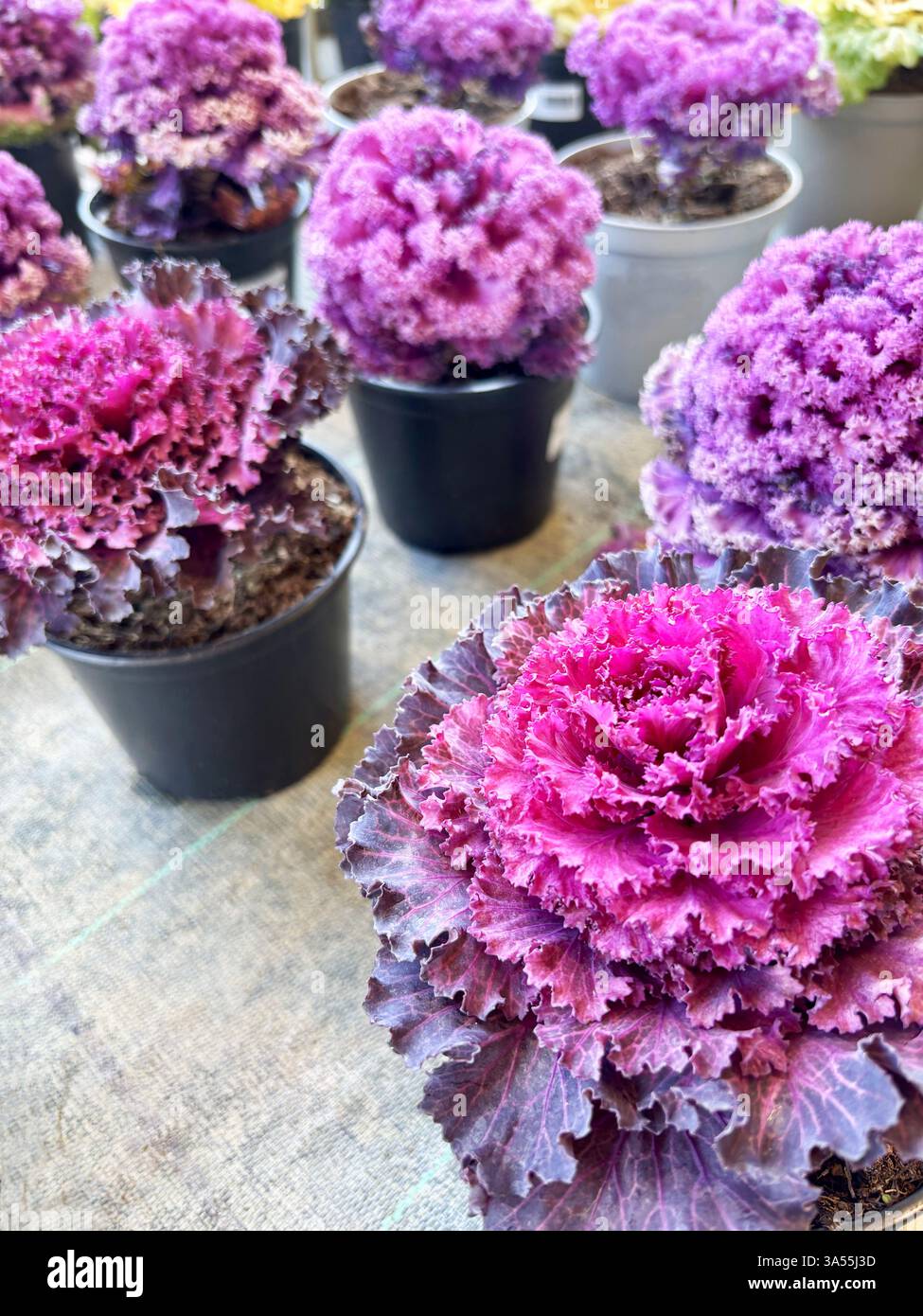 Ornamental cabbage plants in a nursery. Purple decorative kale ...