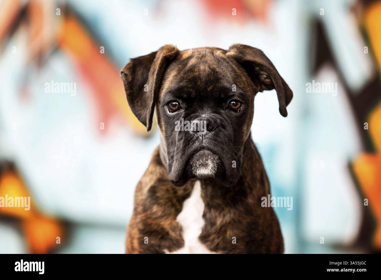 adult German Boxer Stock Photo - Alamy
