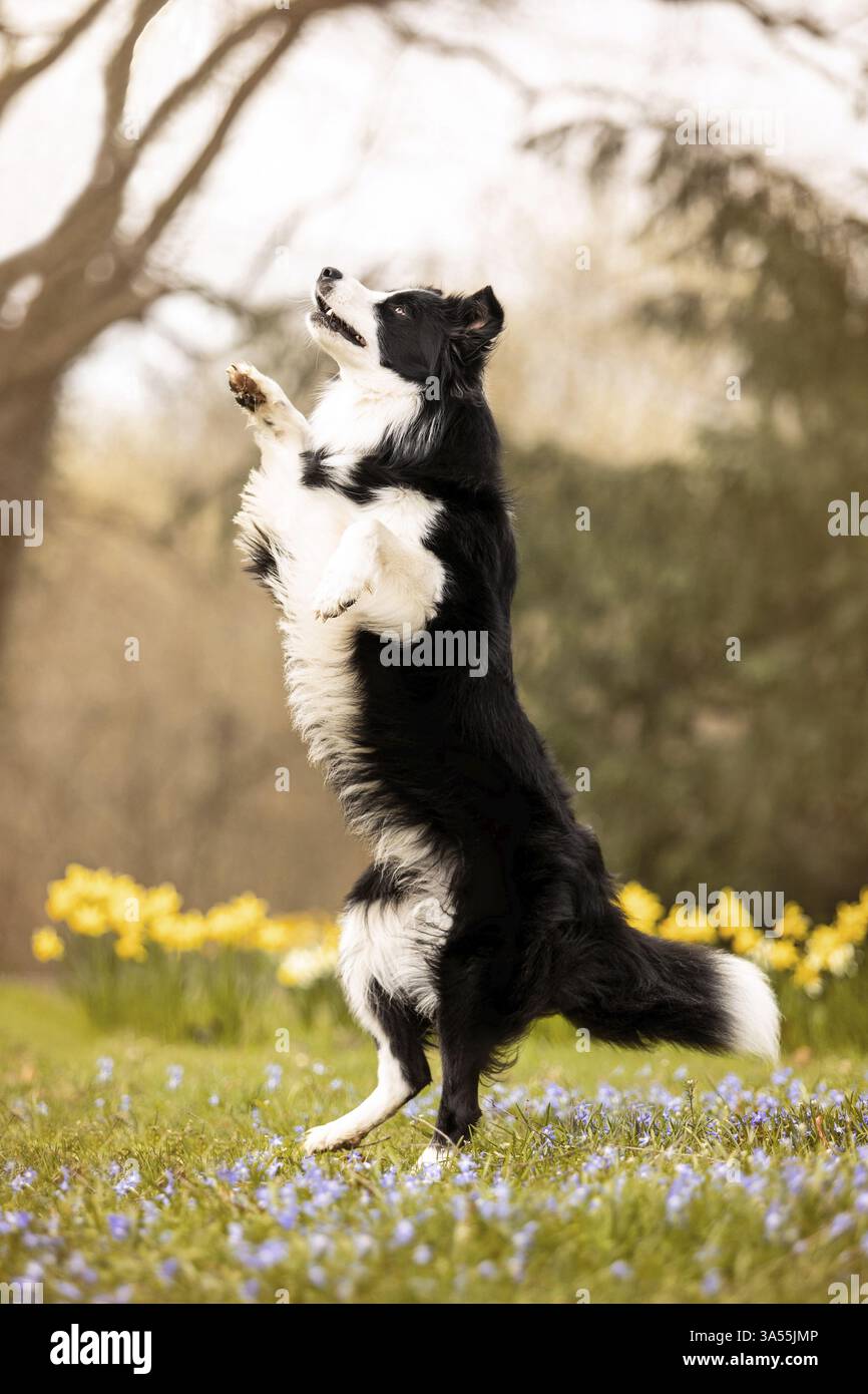 adult Border Collie Stock Photo - Alamy