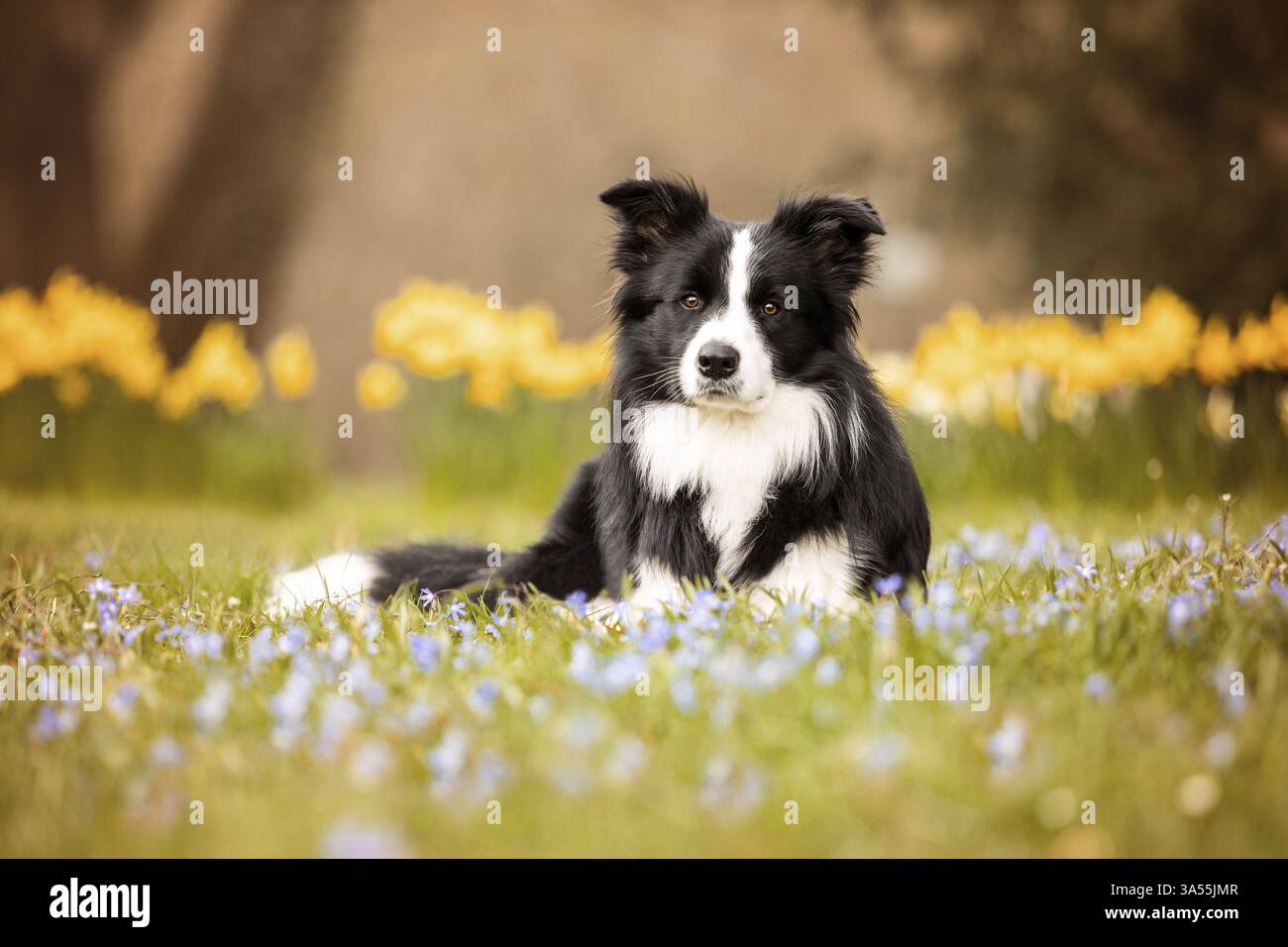 adult Border Collie Stock Photo - Alamy