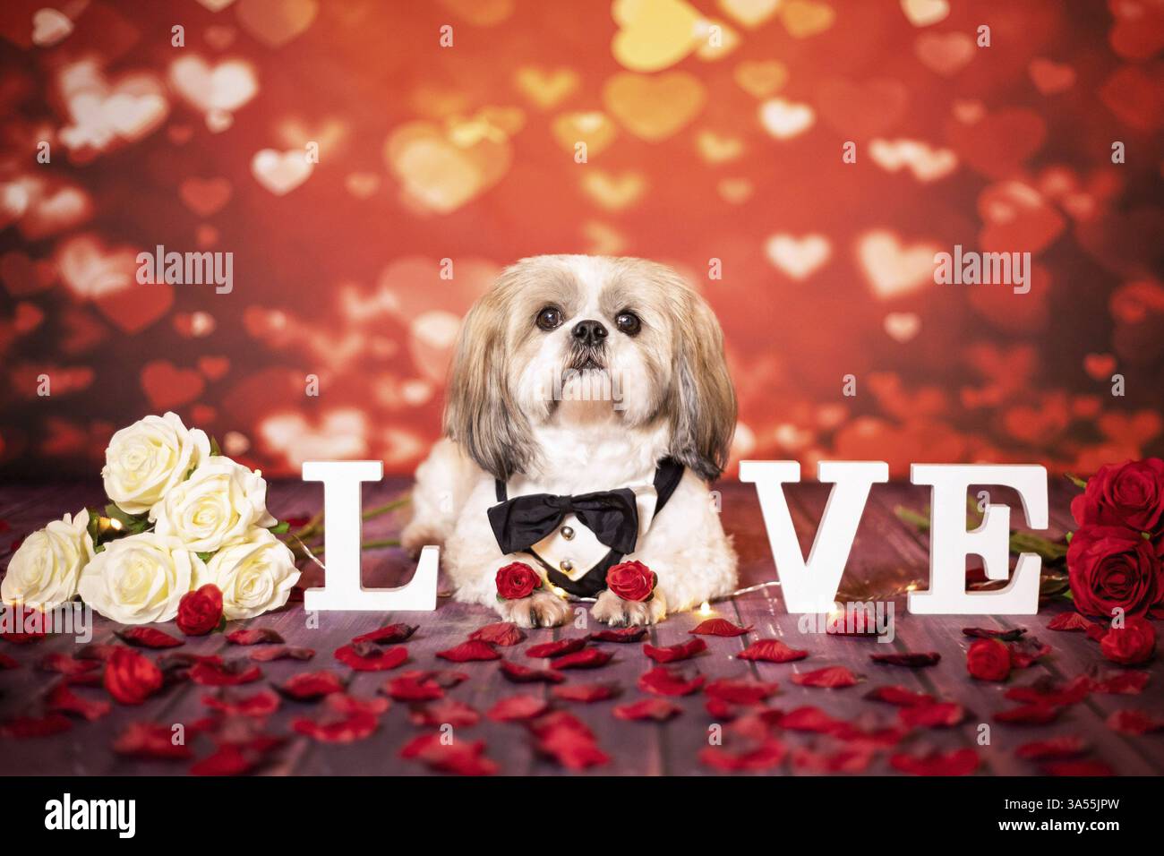adult Shih Tzu Stock Photo - Alamy