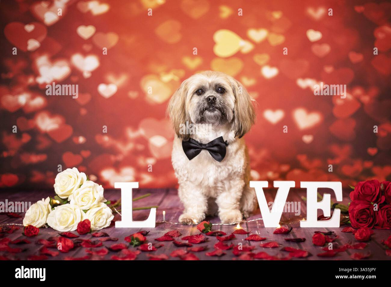 adult Shih Tzu Stock Photo - Alamy