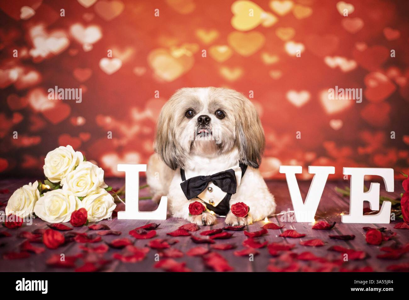 adult Shih Tzu Stock Photo - Alamy