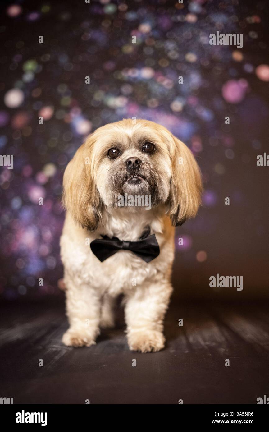 adult Shih Tzu Stock Photo - Alamy