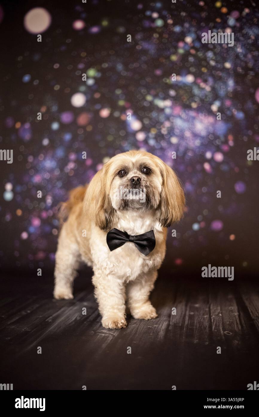 adult Shih Tzu Stock Photo - Alamy