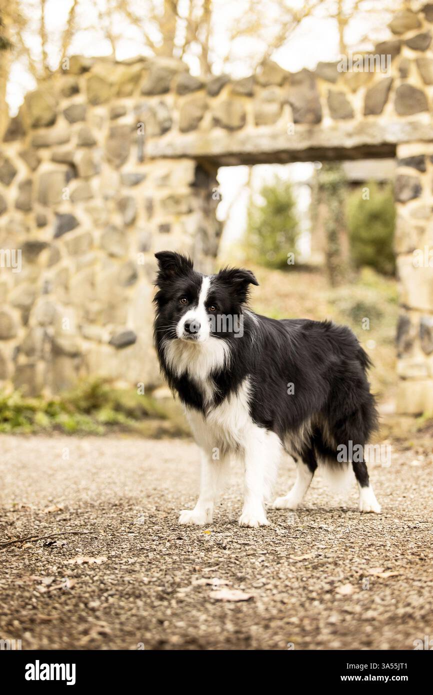 adult Border Collie Stock Photo - Alamy