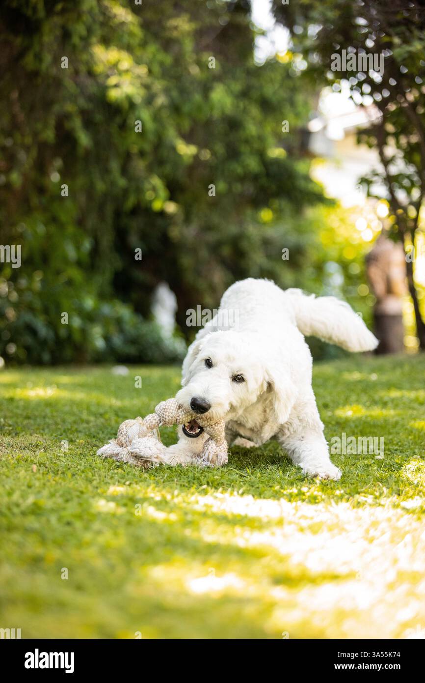 Goldendoodle fetch hi-res stock photography and images - Alamy