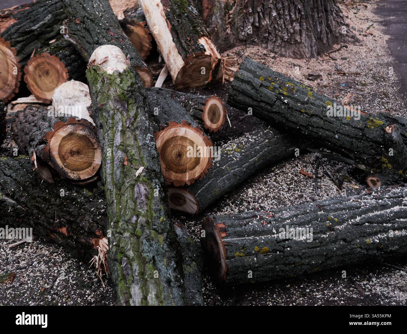 A pile of wood logs with some of them cut in half. The pile is on a ...