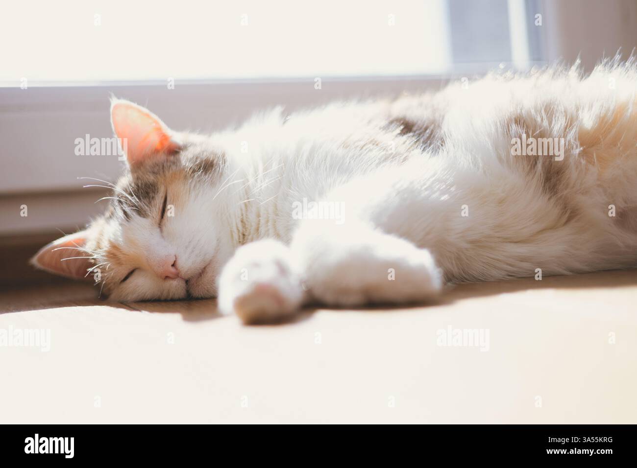 Cute sleeping domestic cat at home Stock Photo - Alamy