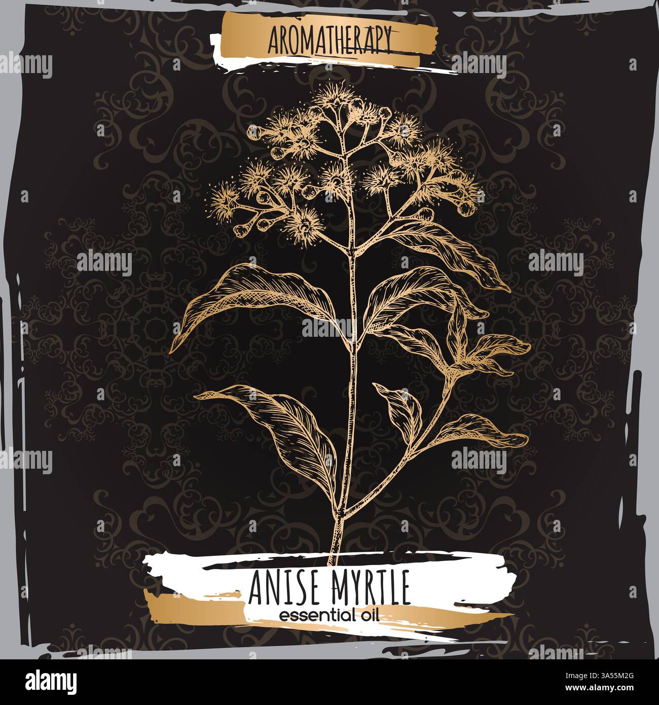 Anise Myrtle aka Syzygium anisatum sketch on elegant black lace ...