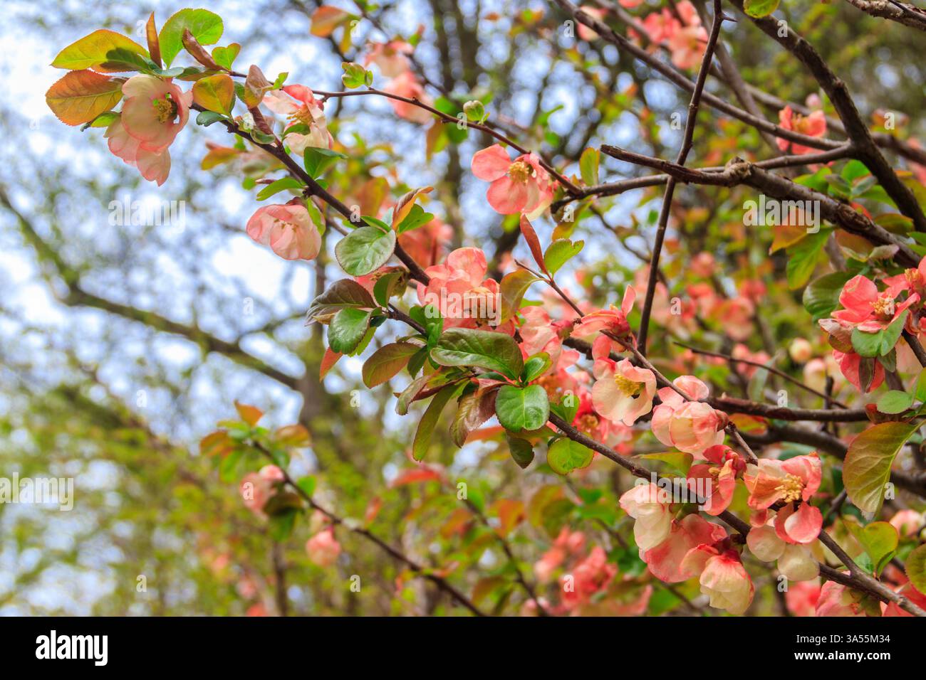 Chaenomeles speciosa, the flowering quince, Chinese quince or Japanese ...