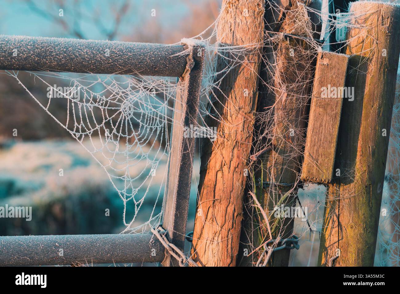 Spider web cover in hora frost, wrapped around a gate and gate post ...