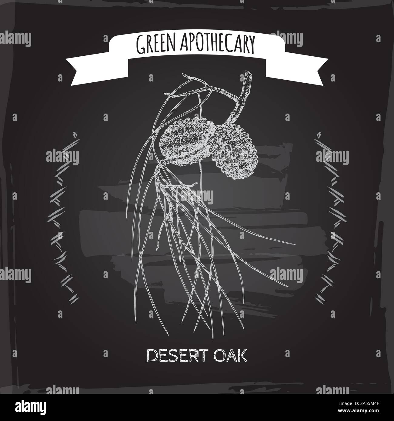 Desert oak aka Allocasuarina decaisneana sketch on black background ...