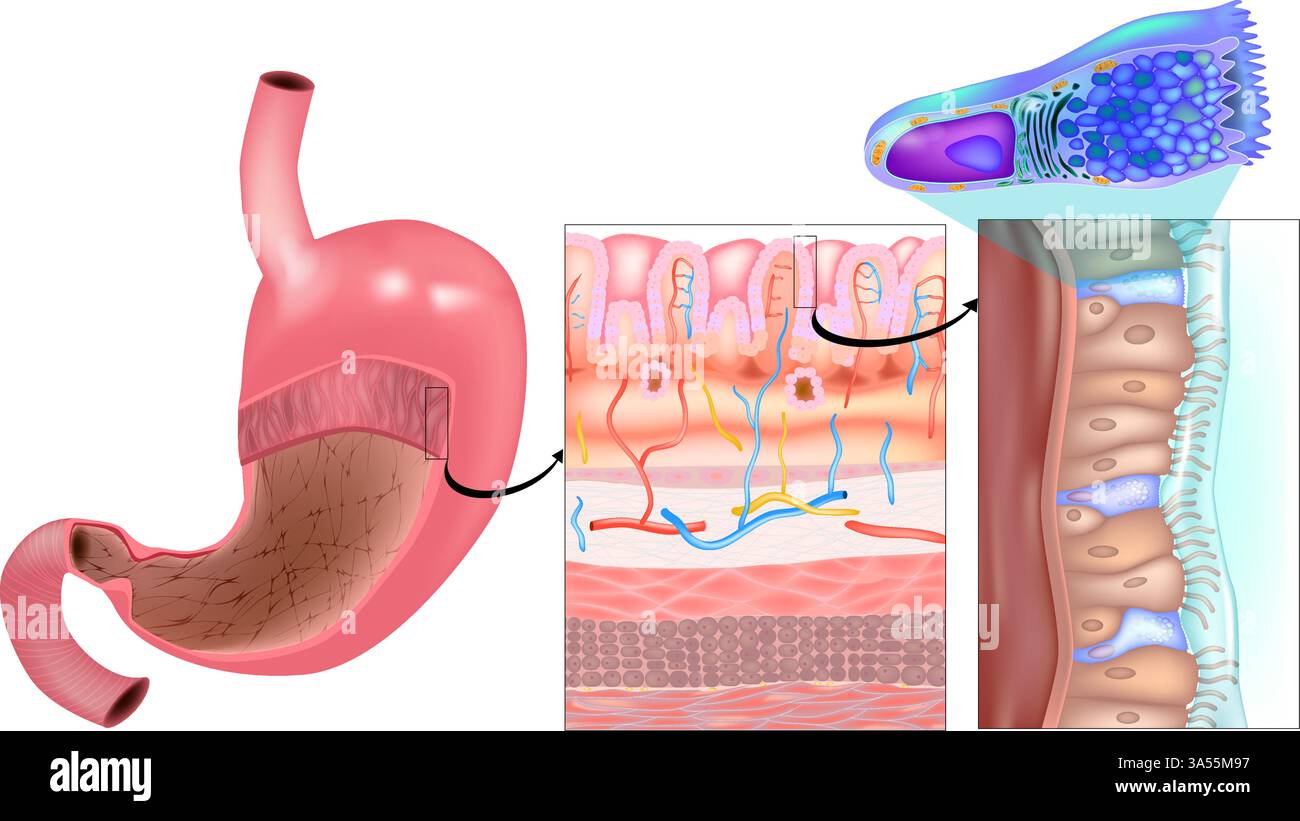 Stomach Cell Diagram
