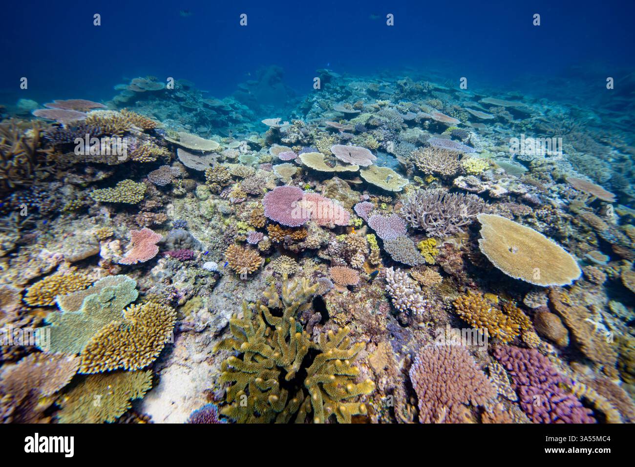 Healthy Hard Coral Reef in the Pacific Ocean - Pristine Reef ...