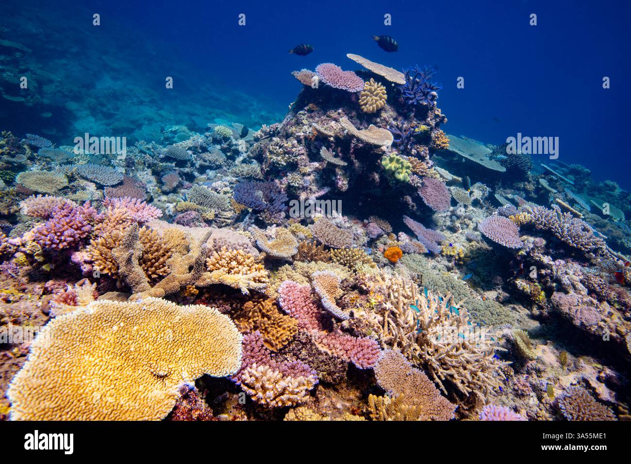 Healthy Hard Coral Reef in the Pacific Ocean - Pristine Reef ...