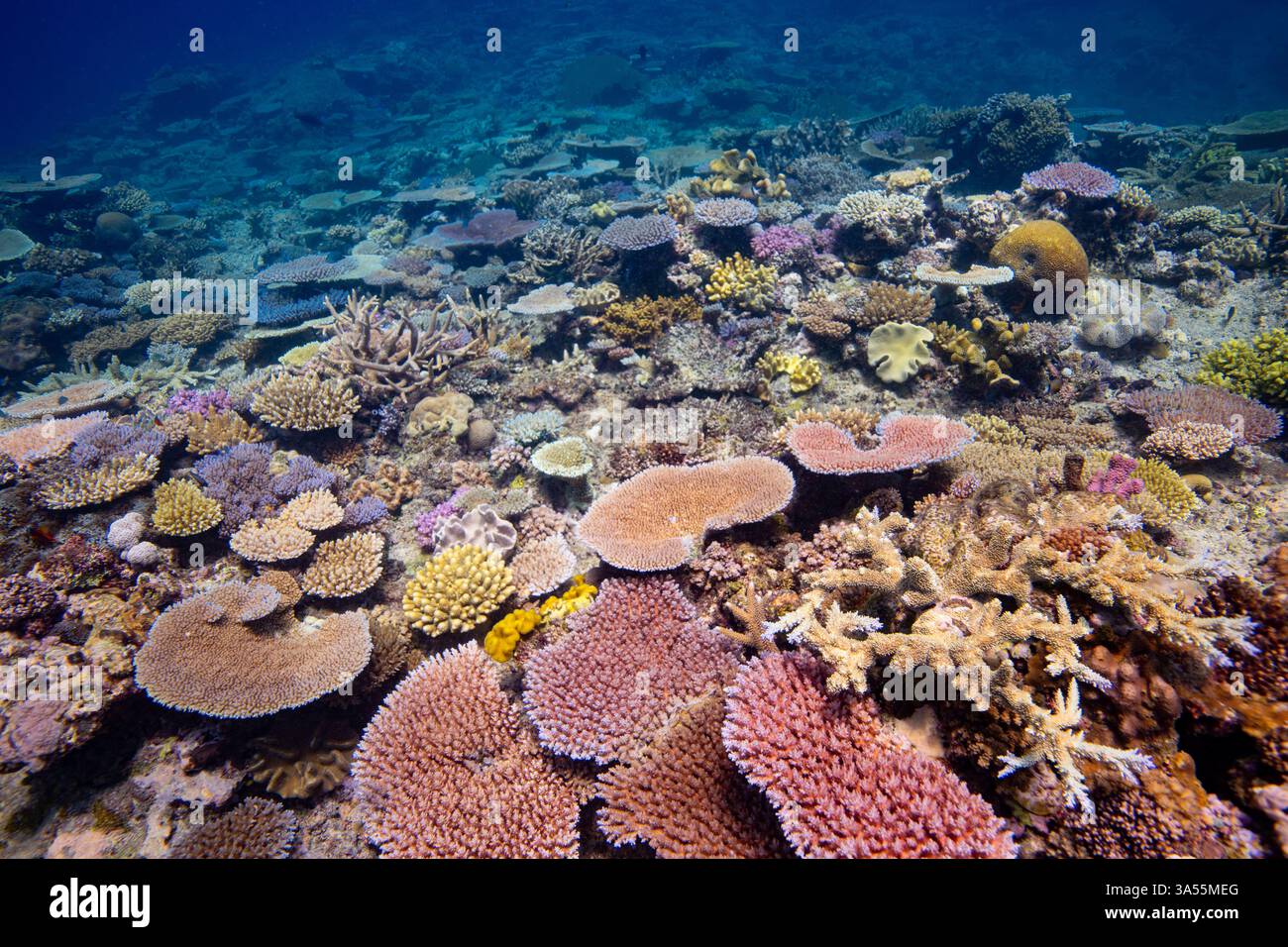 Healthy Hard Coral Reef in the Pacific Ocean - Pristine Reef ...