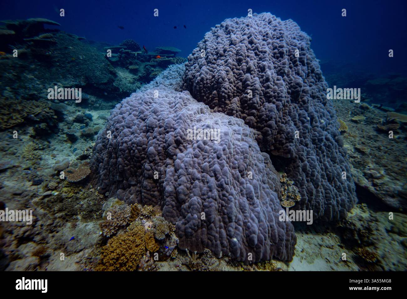 Healthy Hard Coral Reef in the Pacific Ocean - Pristine Reef ...