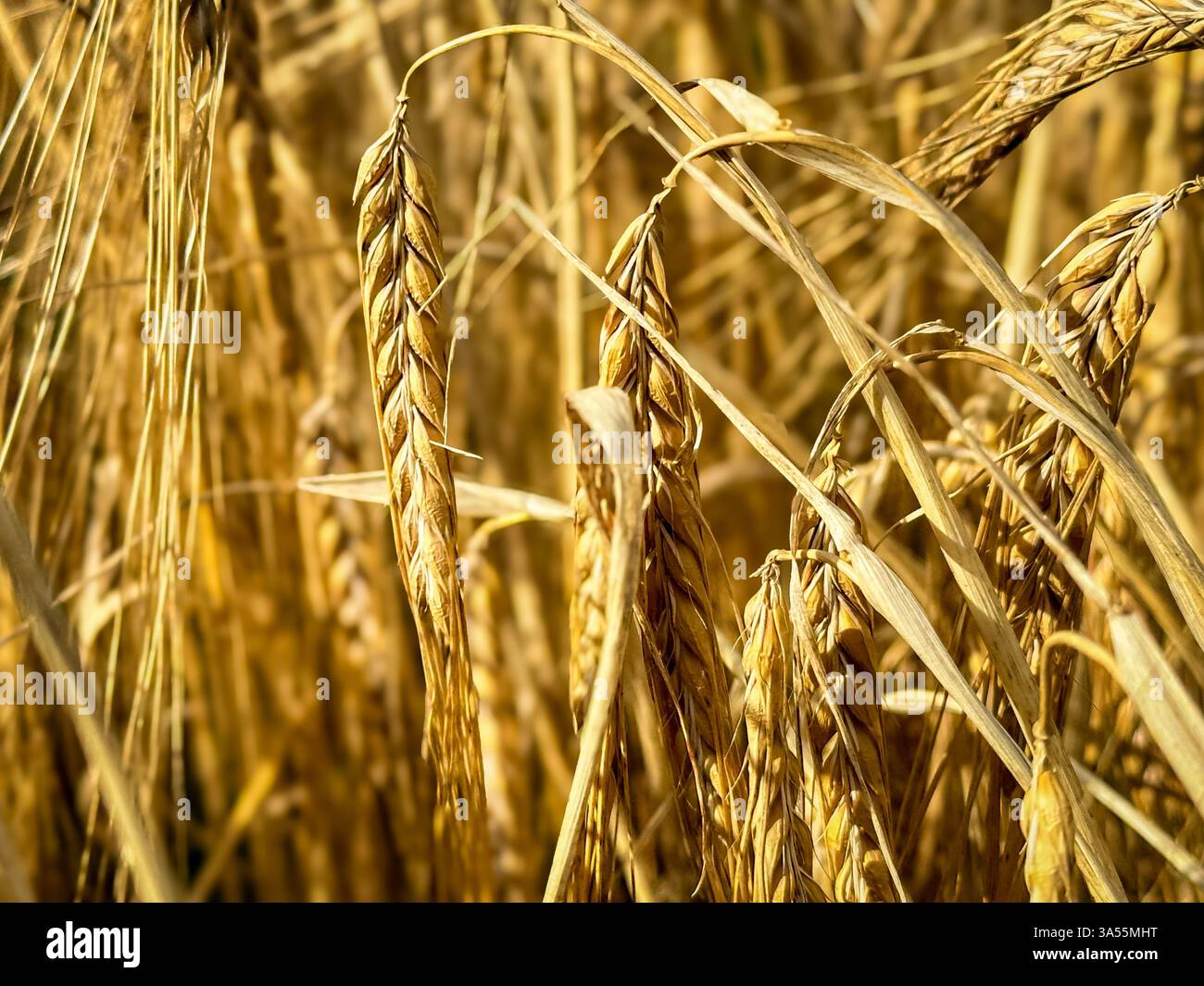 Wheat field. Ears of golden wheat close up. Beautiful Nature Sunset ...