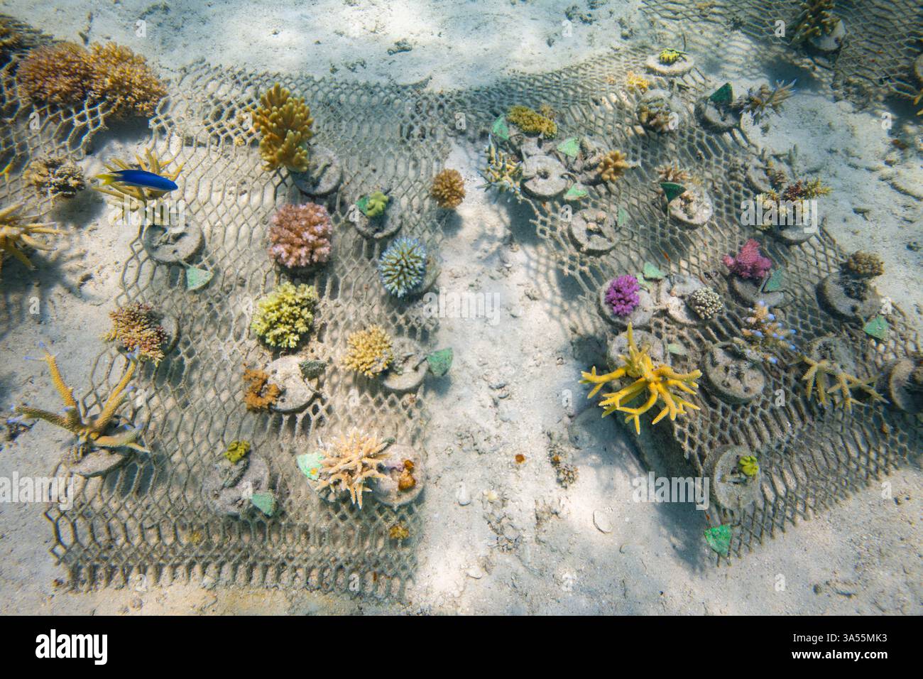 Growing Coral Reefs to combat climate change - Coral Propagation restoration NGO Stock Photo - Alamy