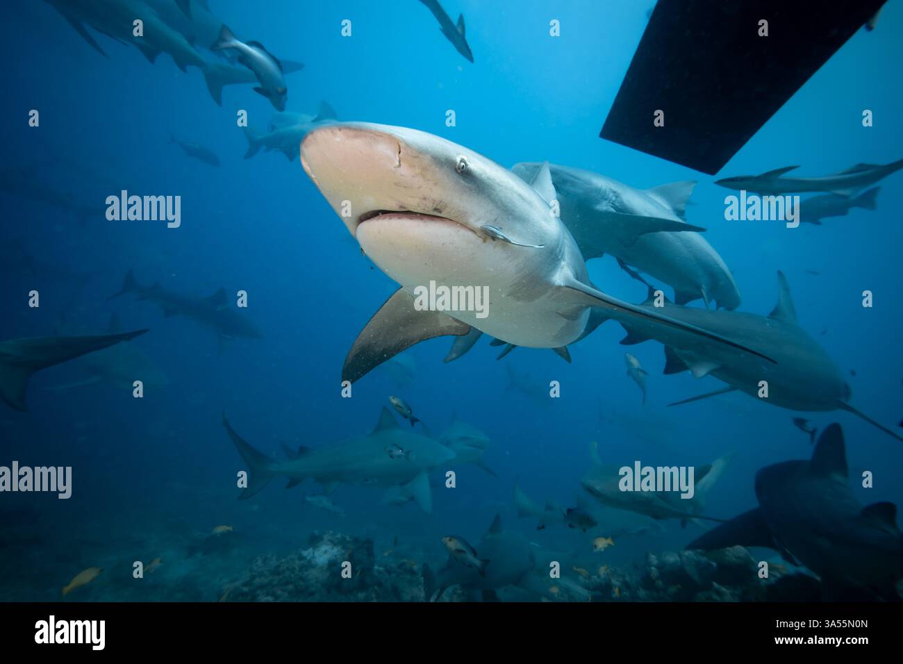Bull Sharks schooling above coral reef Stock Photo - Alamy