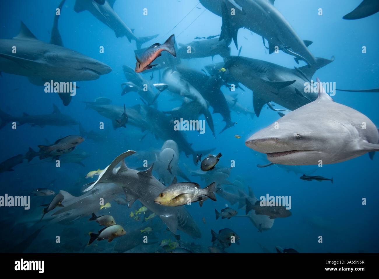 Bull Sharks schooling above coral reef Stock Photo - Alamy