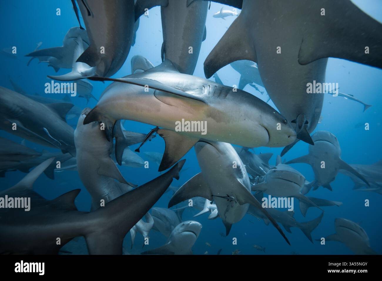 Bull Sharks schooling above coral reef Stock Photo - Alamy