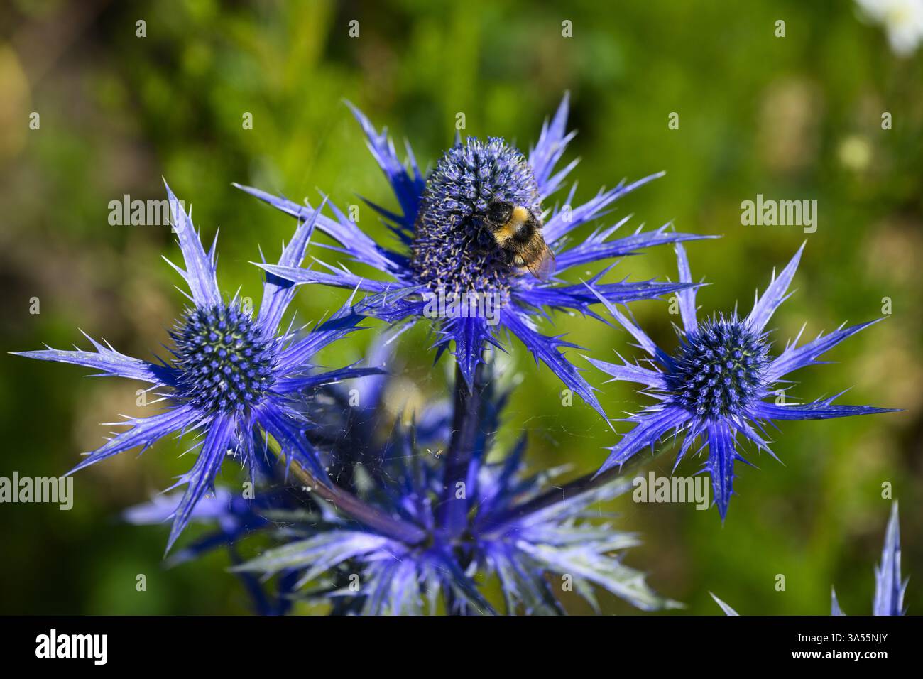 Alpine Sea Holly (Eryngium alpinum) & white-tailed bumble bee (Bombus ...