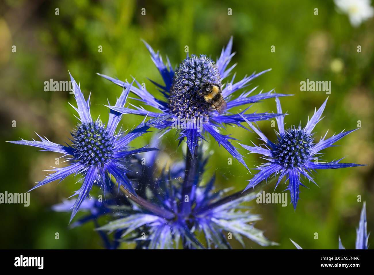 Alpine Sea Holly (Eryngium alpinum) & white-tailed bumble bee (Bombus ...