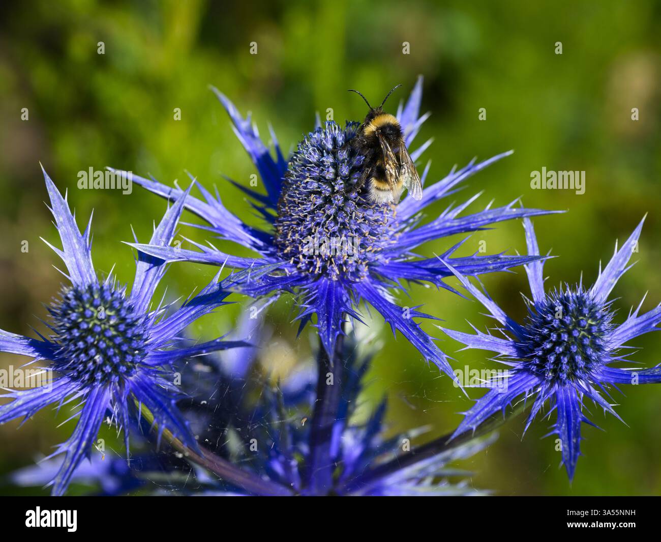 Alpine Sea Holly (Eryngium alpinum) & white-tailed bumble bee (Bombus ...
