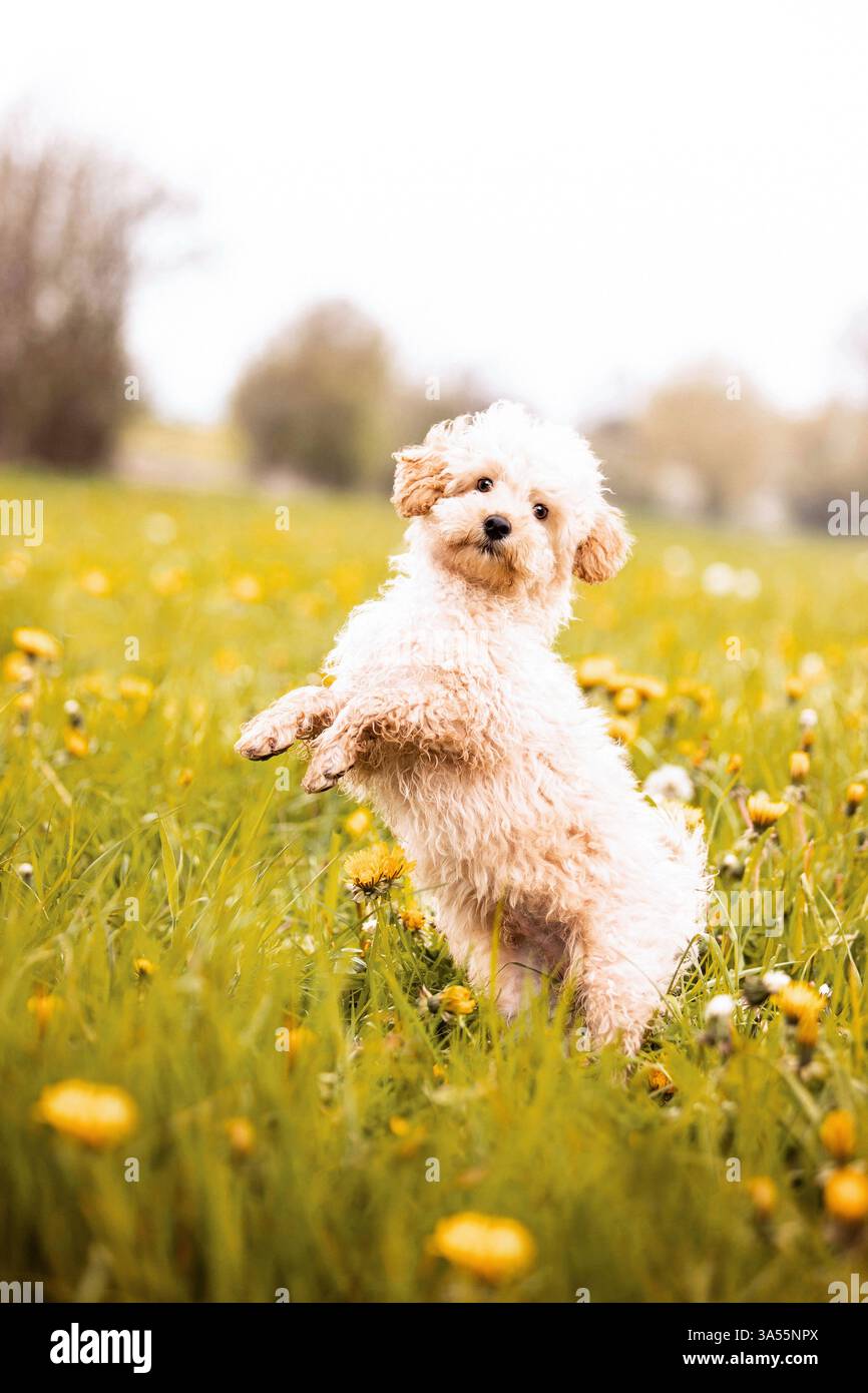 Toy poodle begging hi-res stock photography and images - Alamy