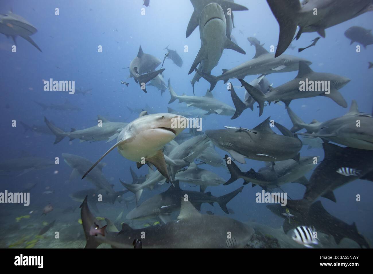Bull Sharks schooling above coral reef Stock Photo - Alamy