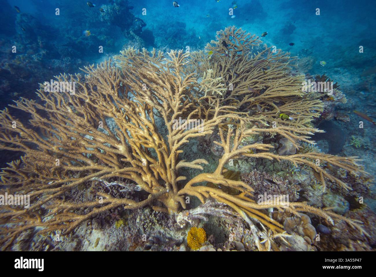 Healthy Hard Coral Reef in the Pacific Ocean - Pristine Reef ...