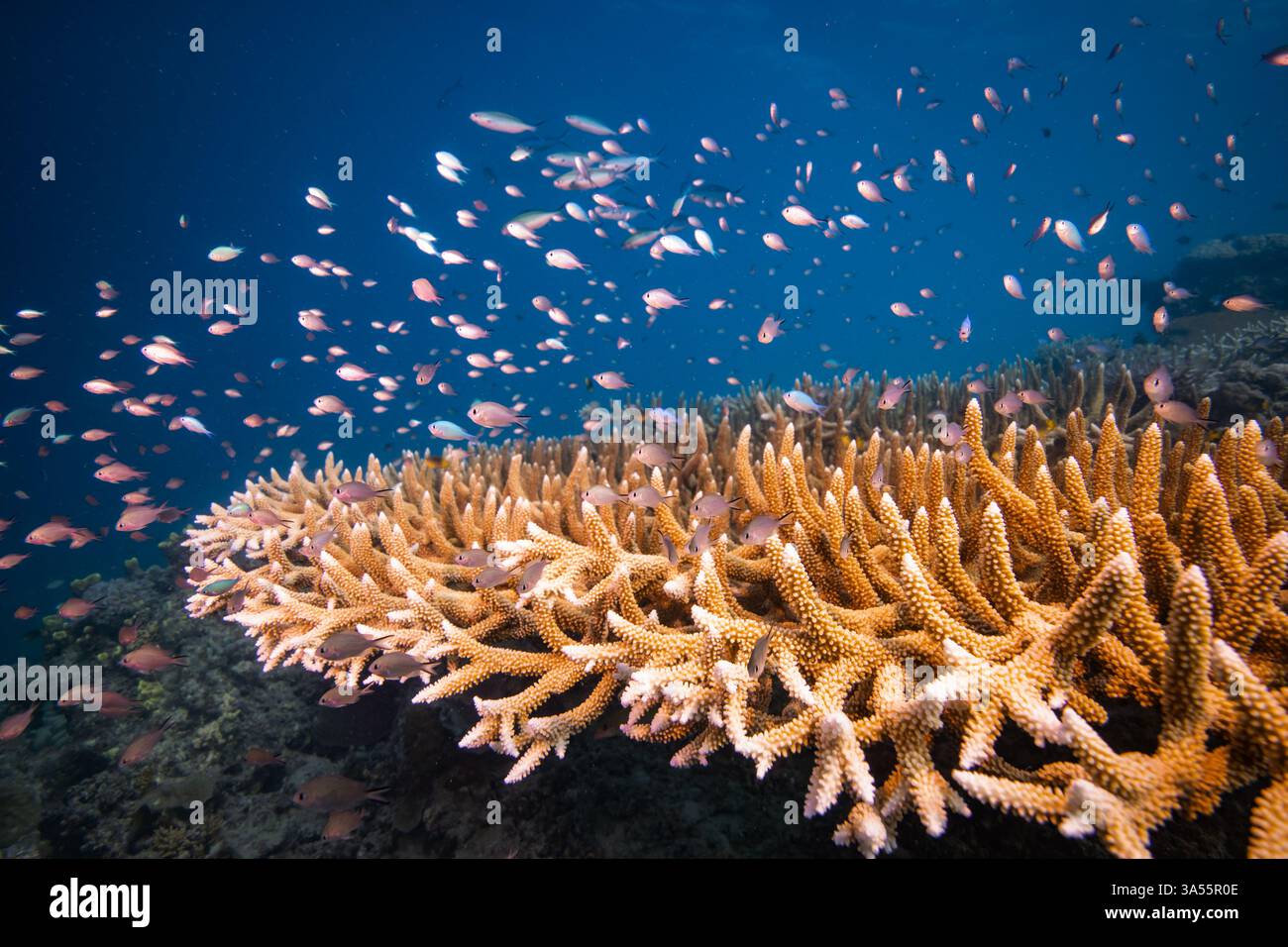 Healthy Hard Coral Reef in the Pacific Ocean - Pristine Reef ...