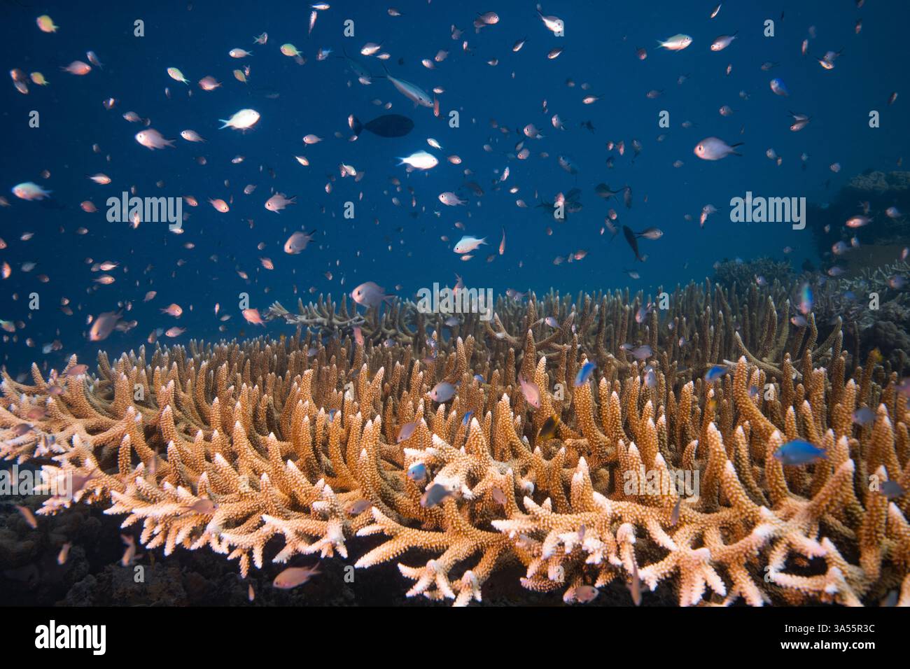 Healthy Hard Coral Reef in the Pacific Ocean - Pristine Reef ...