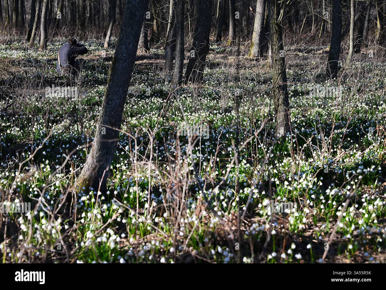 Spring Snowflake (Leucojum vernum) are blooming (flowering) in the ...