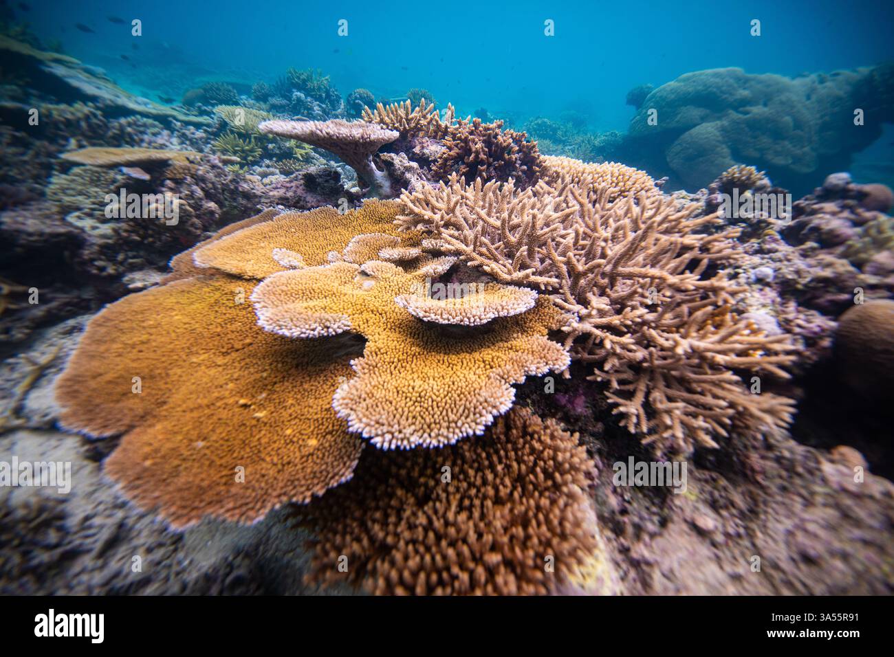 Healthy Hard Coral Reef in the Pacific Ocean - Pristine Reef ...