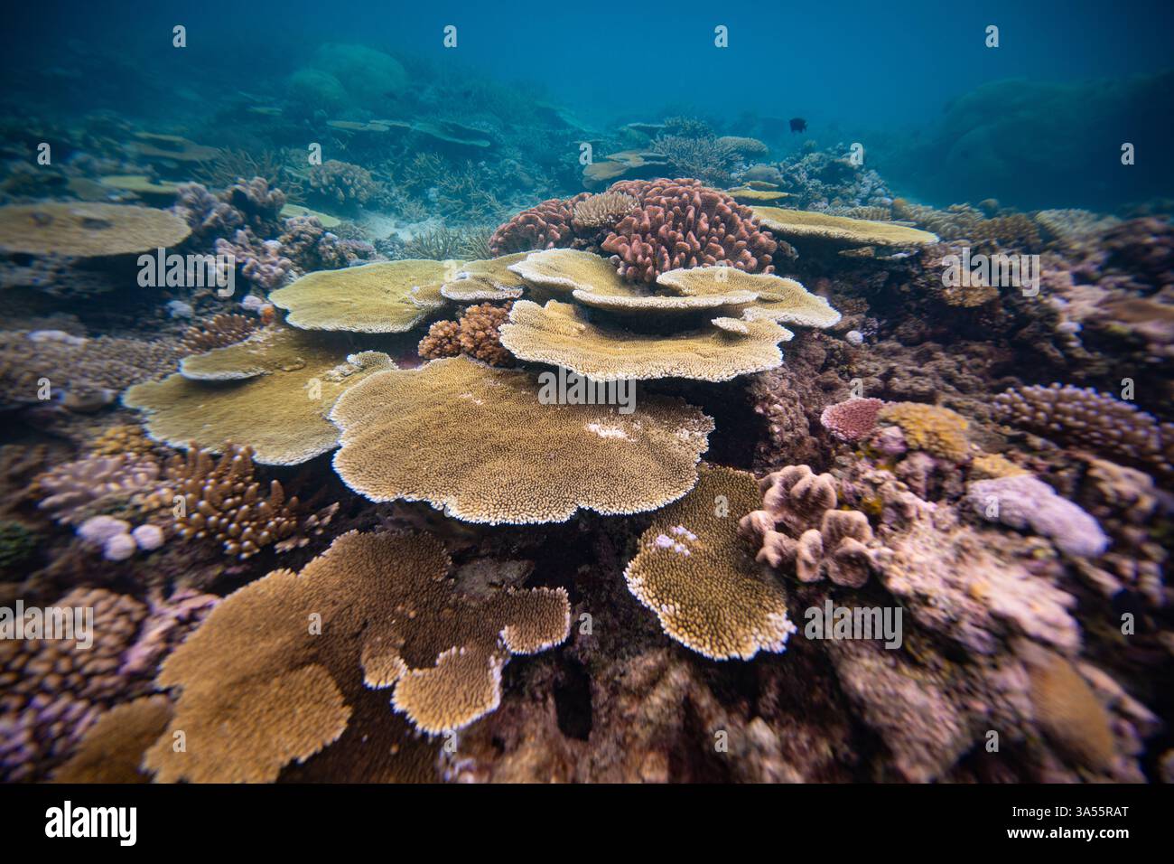 Healthy Hard Coral Reef in the Pacific Ocean - Pristine Reef ...