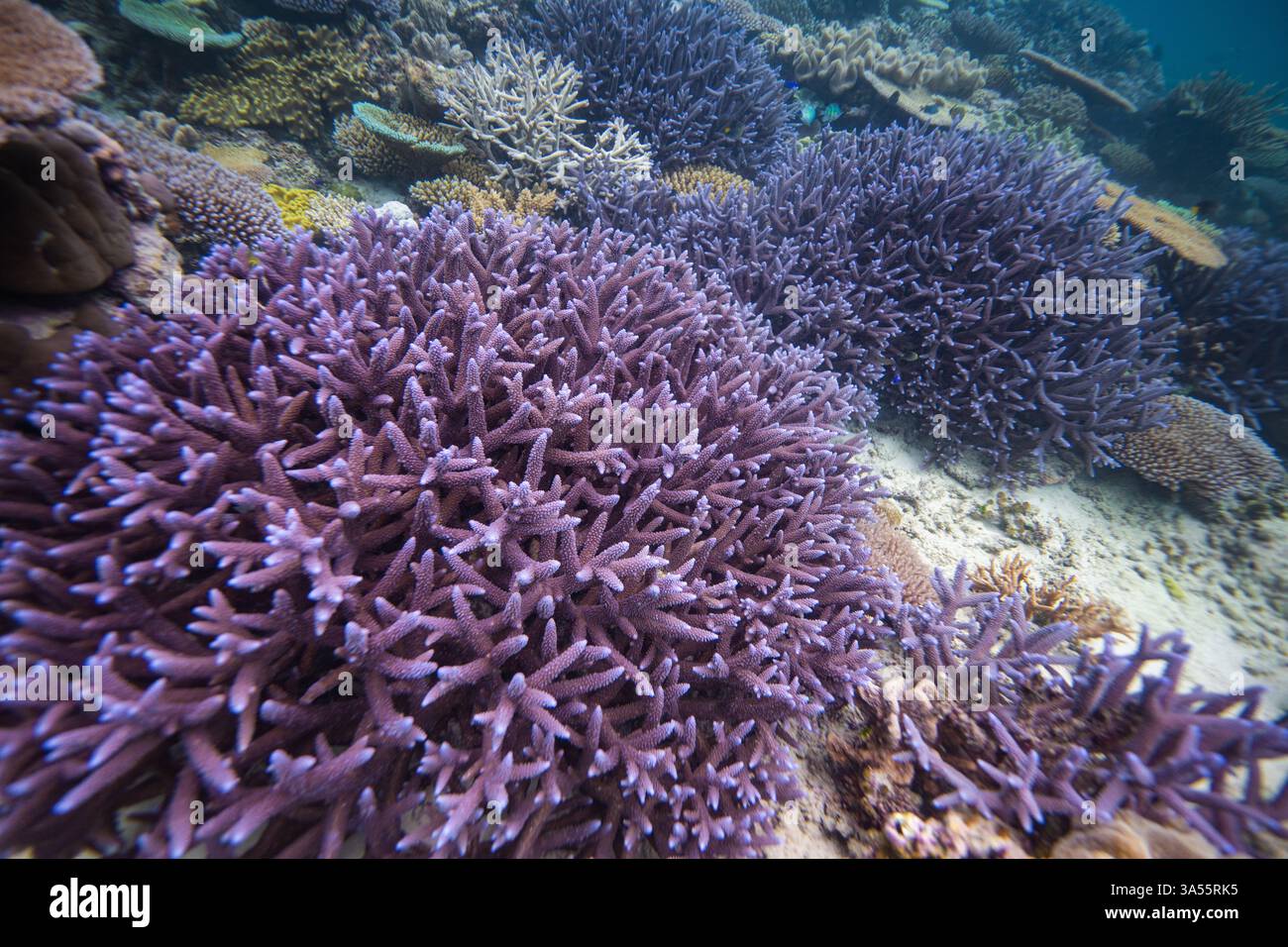 Healthy Hard Coral Reef in the Pacific Ocean - Pristine Reef ...