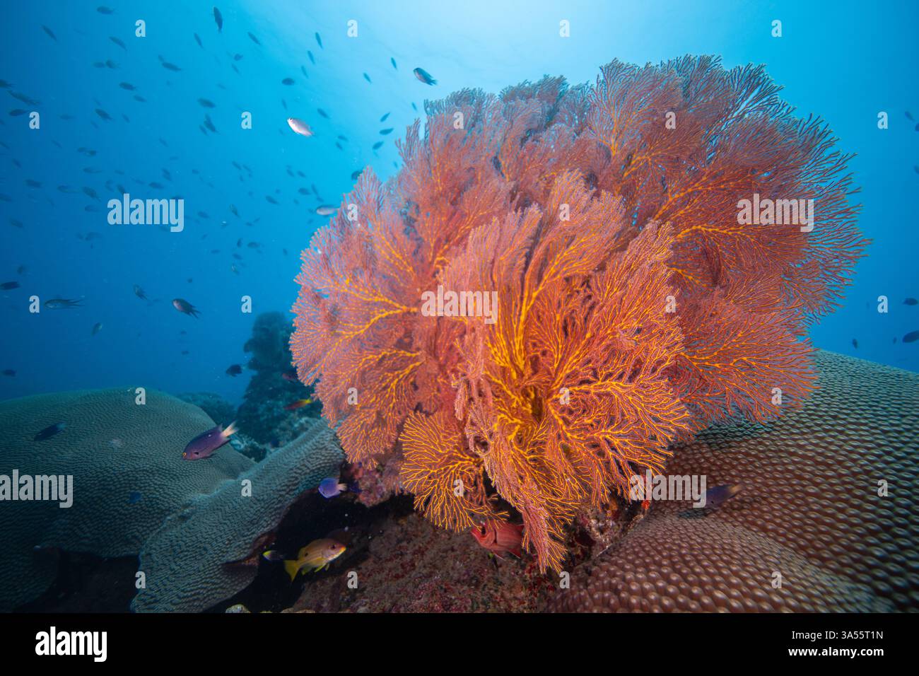 Gorgonian sea fan blowing in the gentle currents of the south Pacifc ...