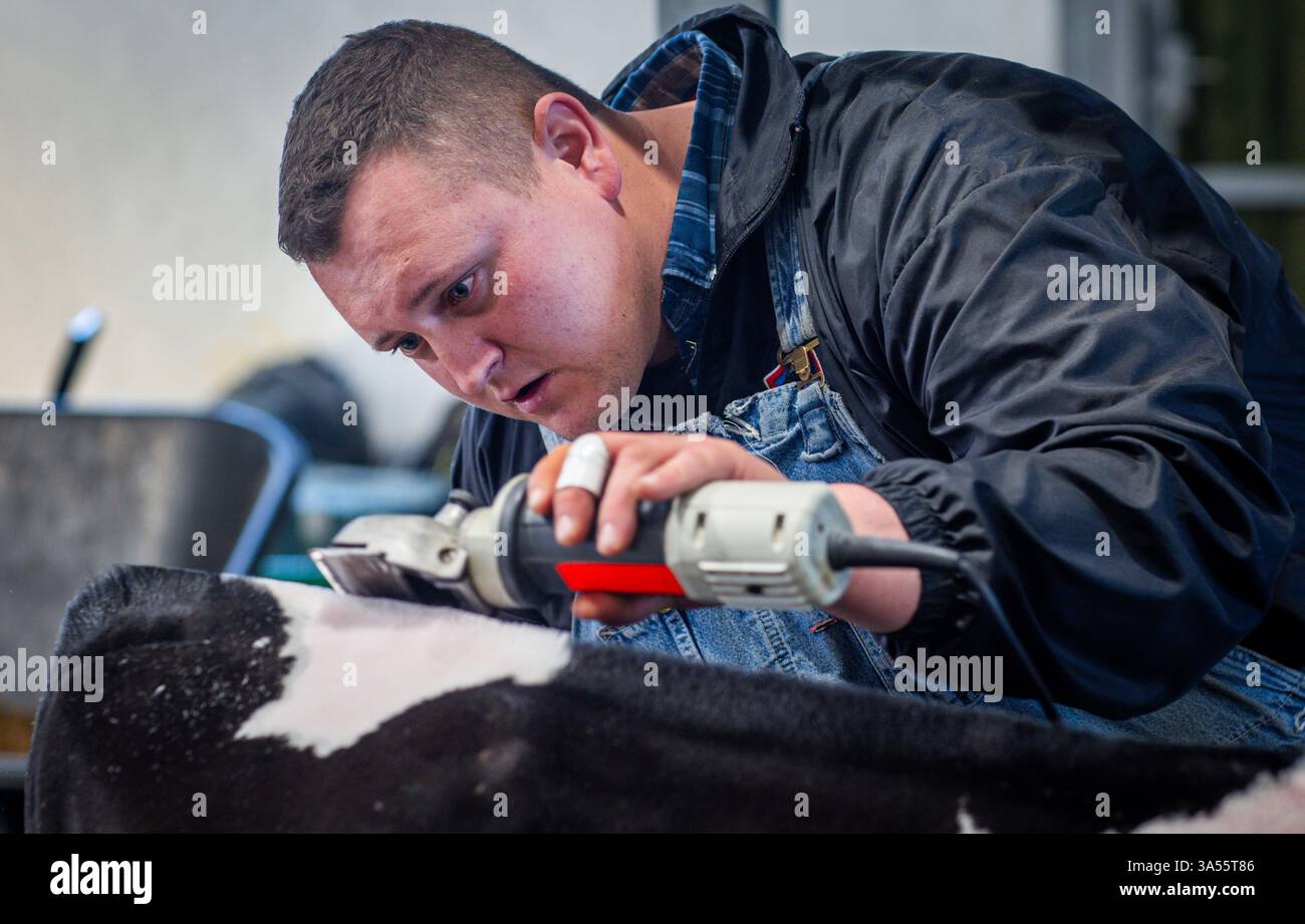 21 March 2025, Mecklenburg-Western Pomerania, Karow: "Cow fitter ...