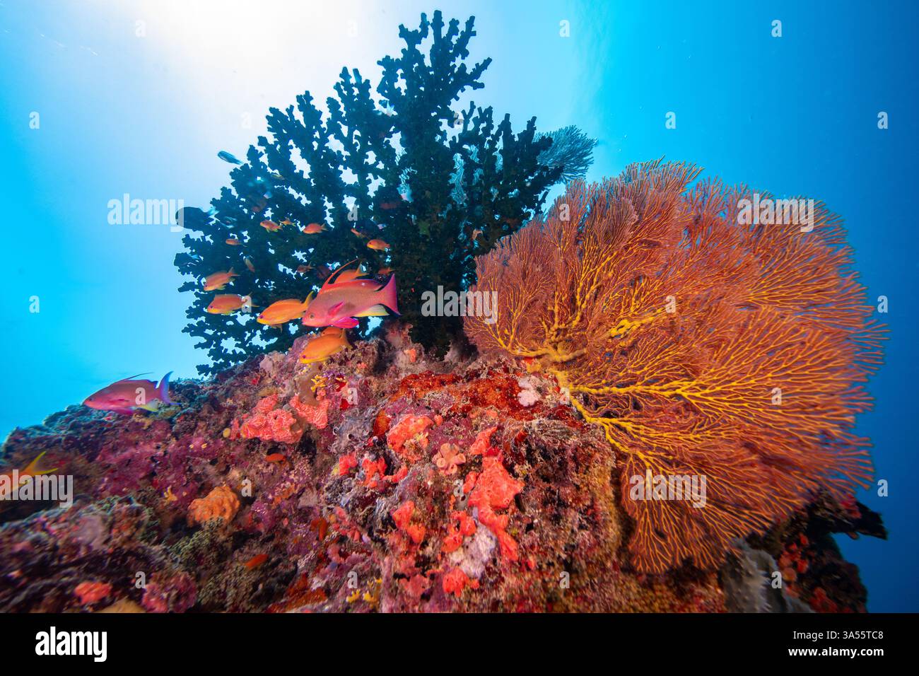 Gorgonian sea fan blowing in the gentle currents of the south Pacifc ...