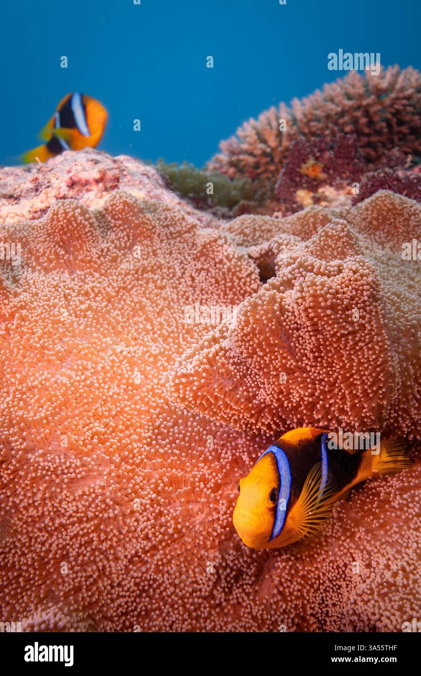 Colorful anemone fish swimming above coral reef in the pacific Ocean ...