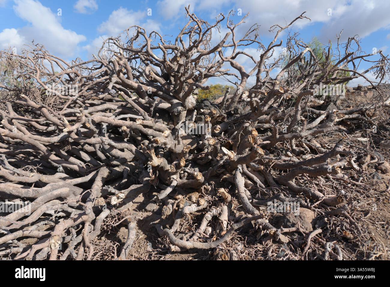 Dry coastal plant with sparse leaves growing on Tenerife’s volcanic ...