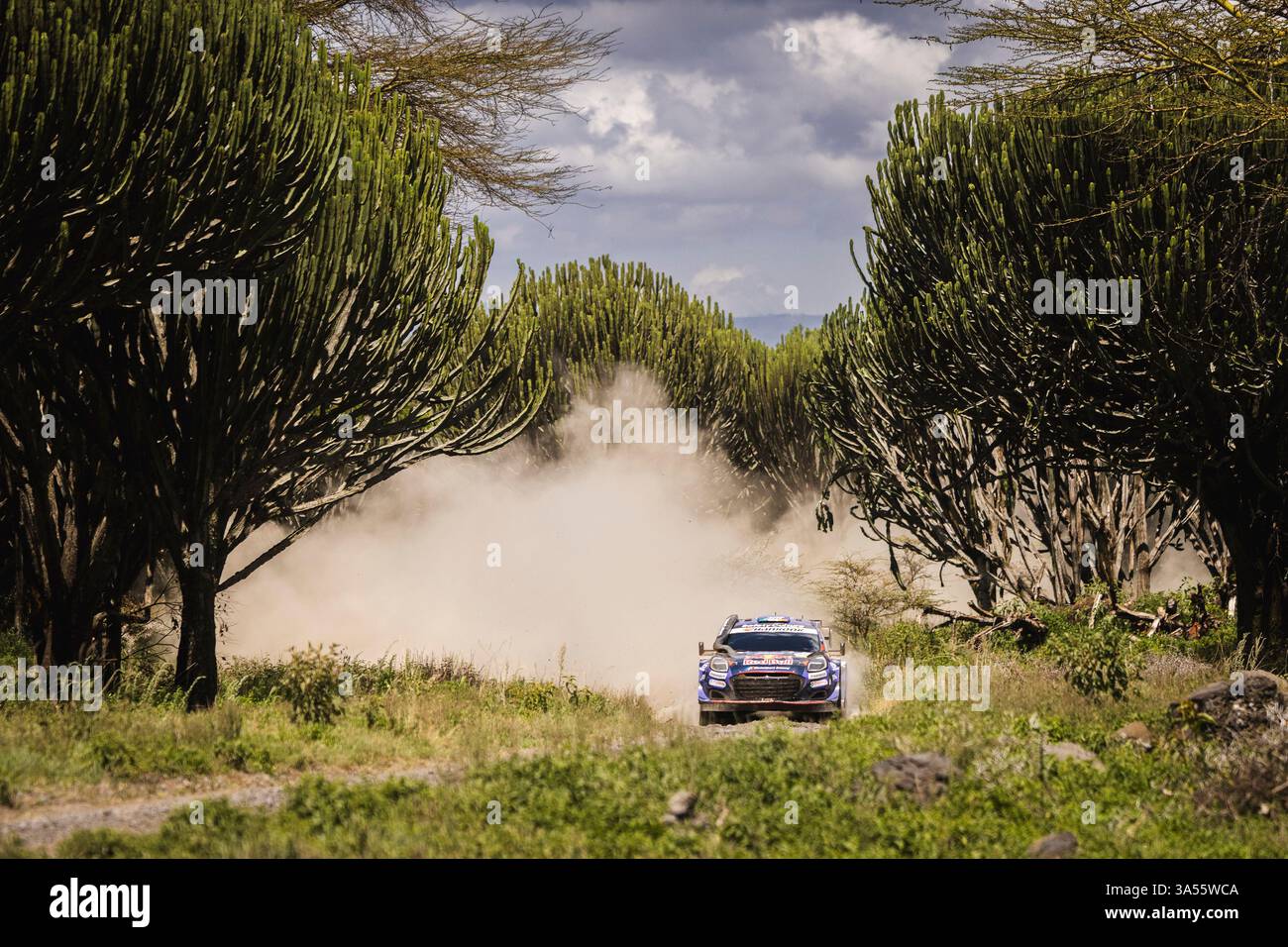55 Joshua MCERLEAN, Eoin TREACY, Ford Puma Rally1, action during the ...