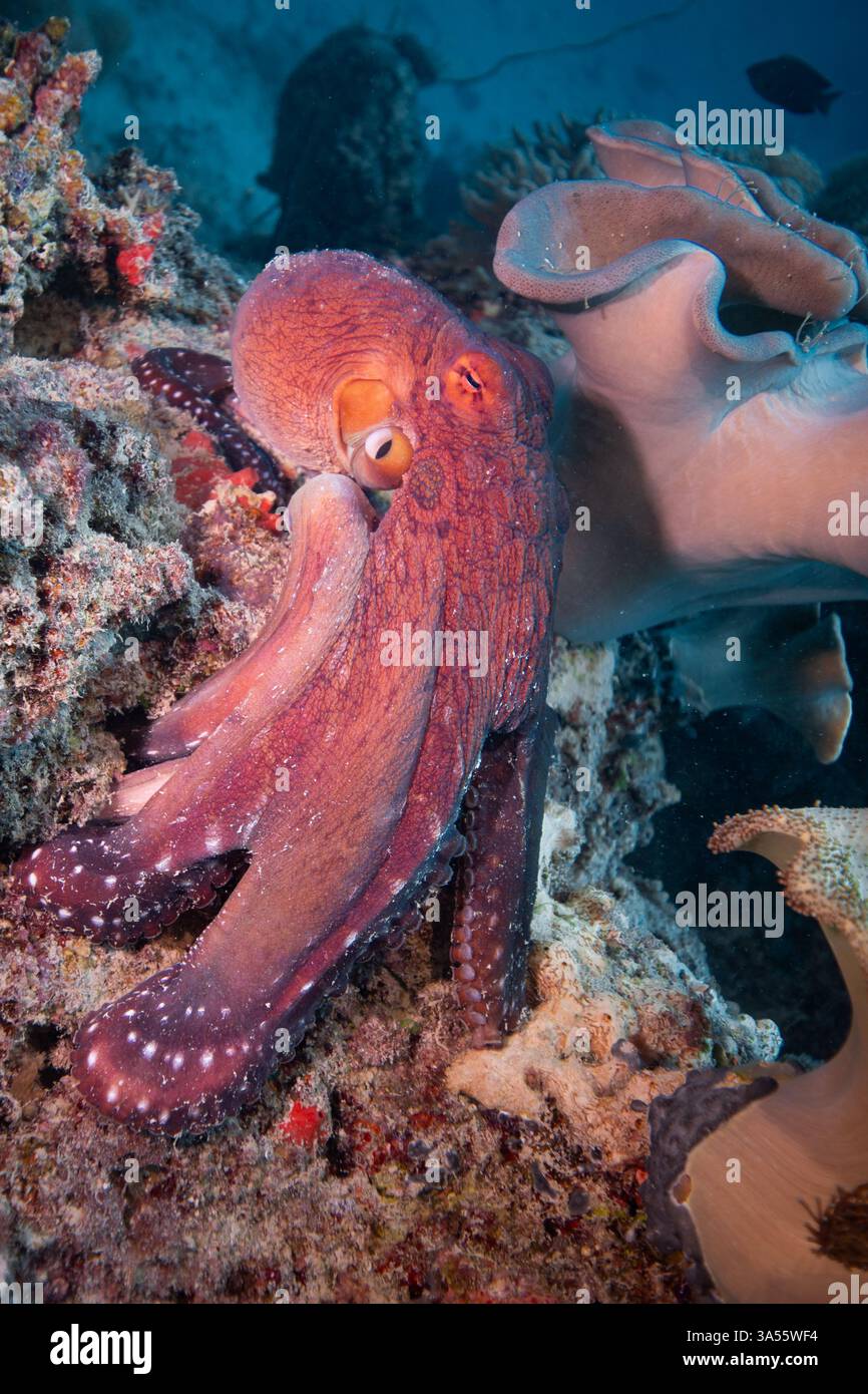 Octopus camouflaging with coral reef on scuba diving site Stock Photo ...